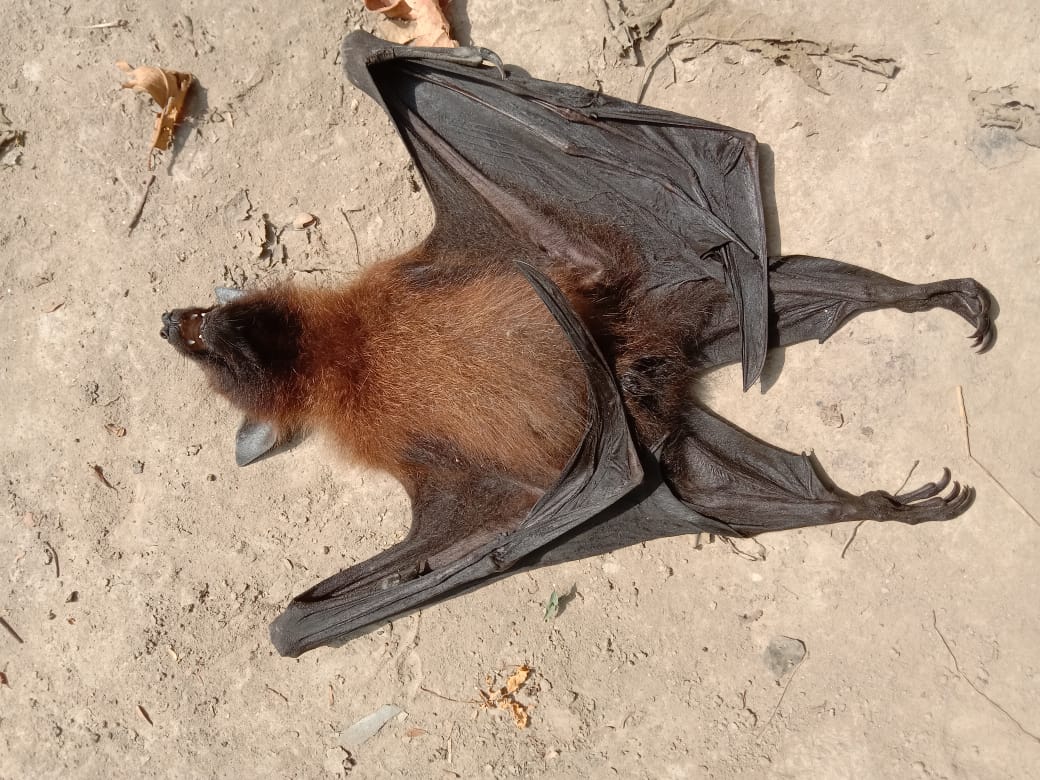 Over 400 Indian Flying Foxes were killed in Nawab Shah, Sindh, Pakistan ...