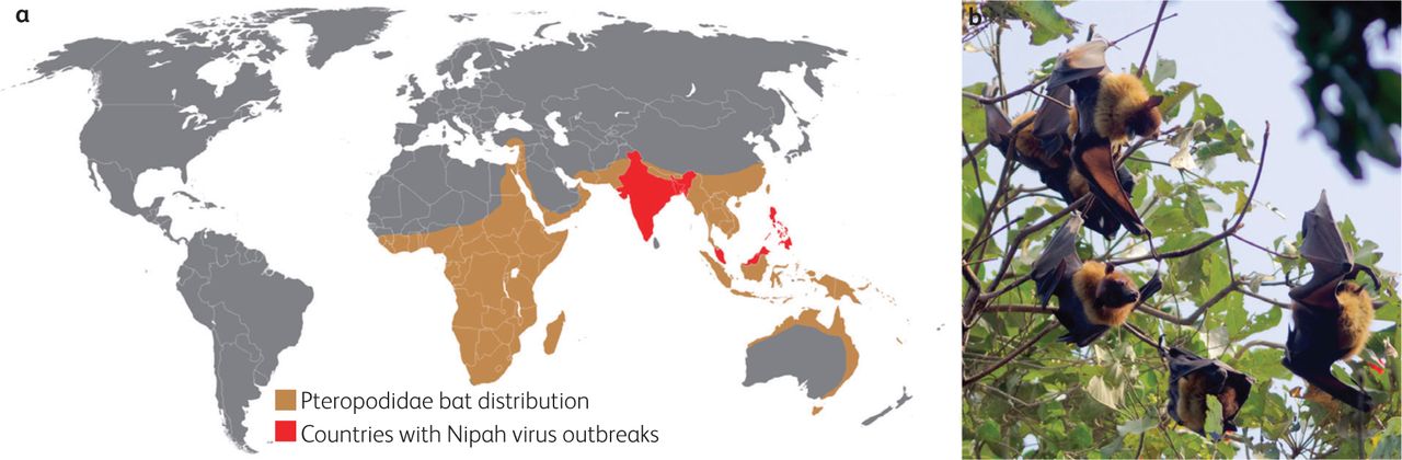 Nipah Virus Alert: Heightened Risks and Precautionary Measures in ...